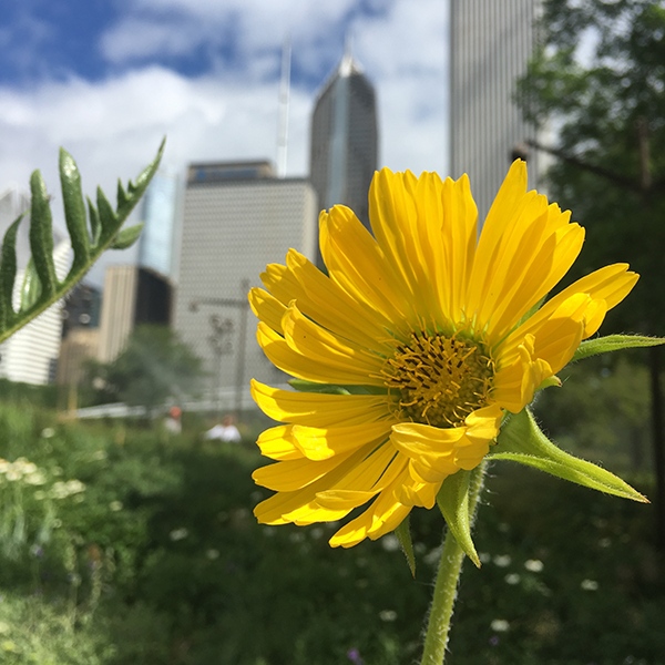 Compass Plant