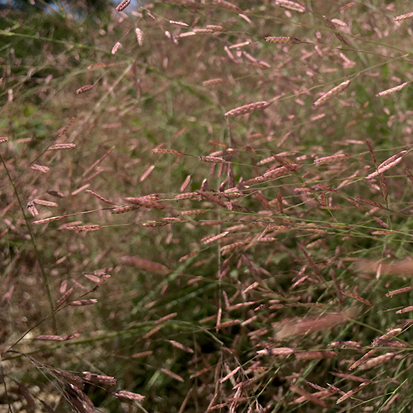 Eragrostis spectabilis (purple lovegrass) - Lurie Garden