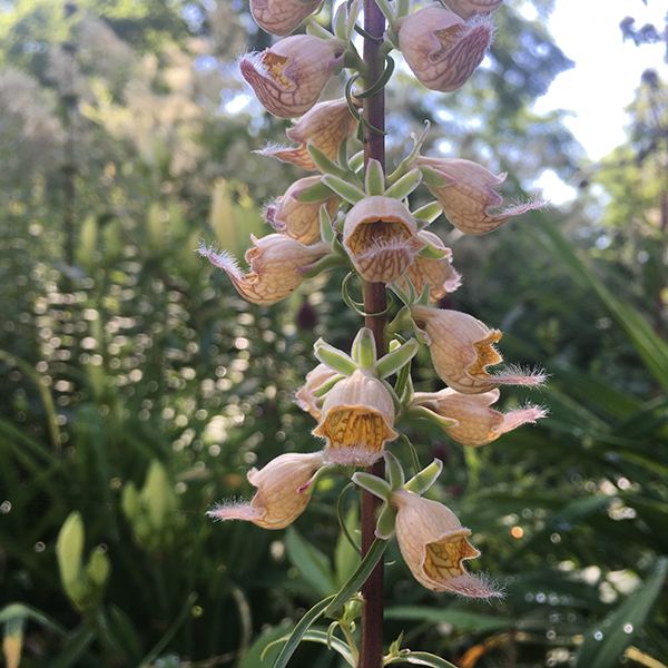 Digitalis ferruginea (rusty foxglove) - Lurie Garden