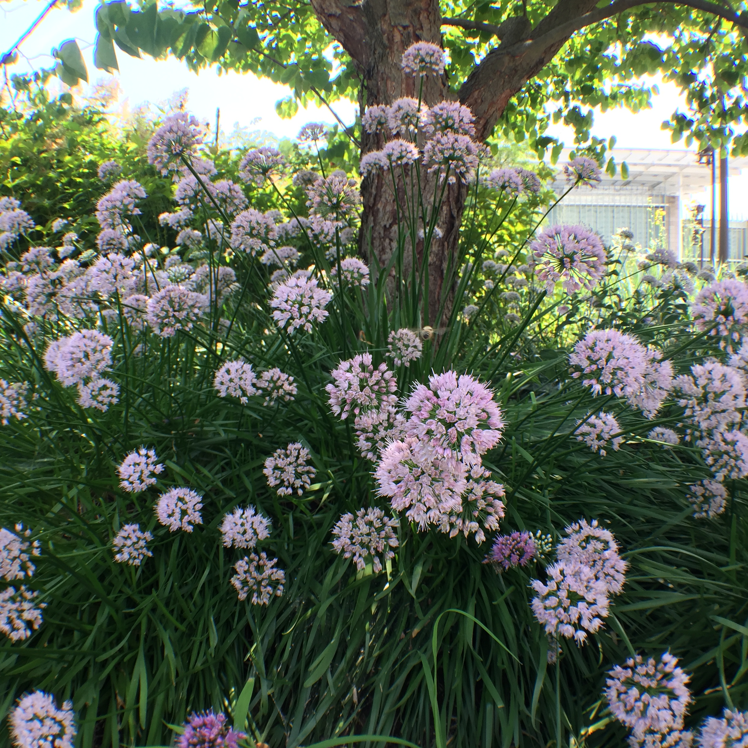 allium ‘Summer Beauty’ | Lurie Garden