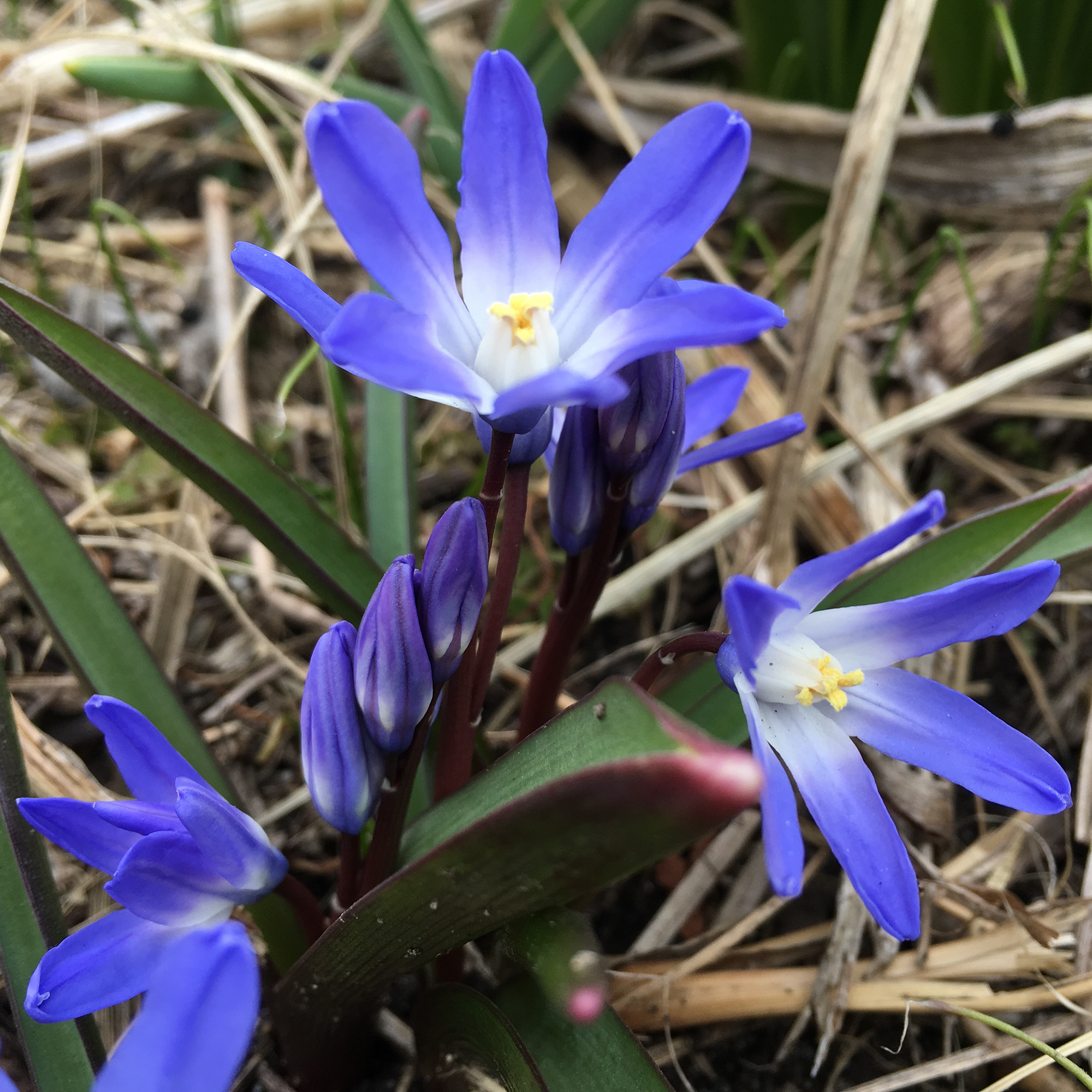 glory of the snow ‘blue giant’ | Lurie Garden