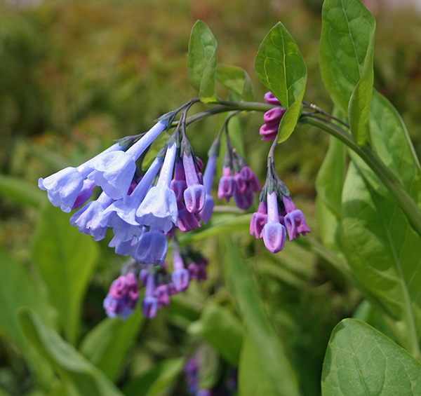 Virginia bluebells | Lurie Garden