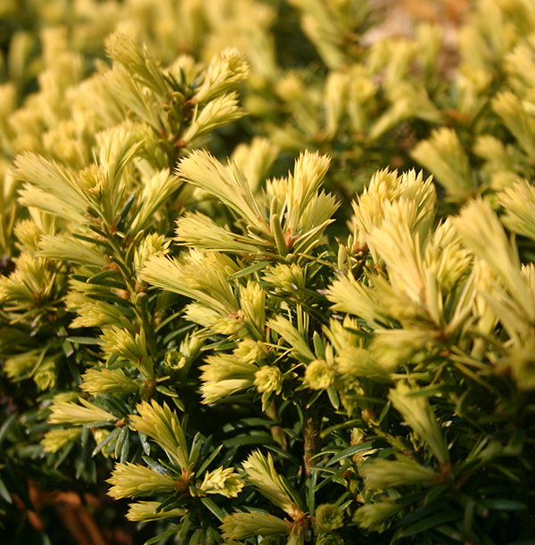 Taxus cuspidata 'Dwarf Bright Gold' (Japanese yew 'Dwarf Bright Gold') - Lurie Garden