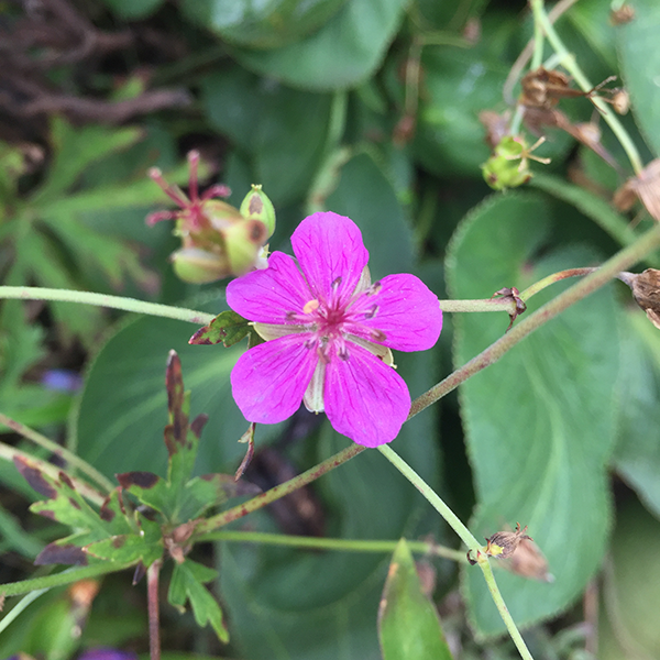 Geranium soboliferum (Japanese cranesbill) - Lurie Garden