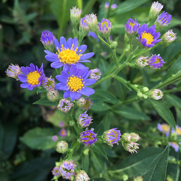 Aster tataricus 'Jindai' (Tatarian aster 'Jindai') - Lurie Garden