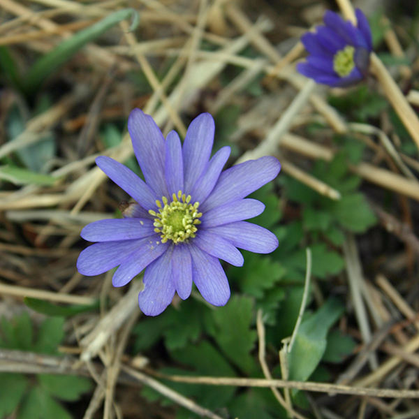 Grecian windflower ‘Blue Shades’ | Lurie Garden