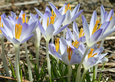 Plants in Spring Display - Lurie Garden