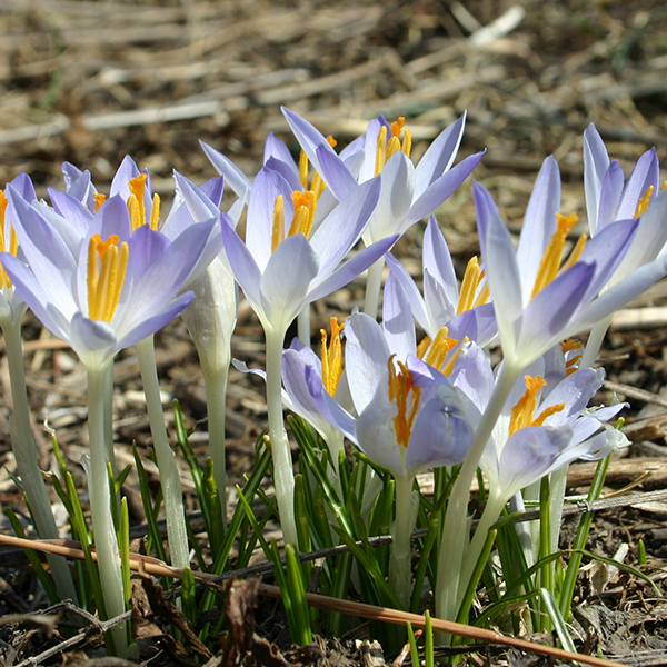 Crocus 'Vanguard' (crocus 'Vanguard') - Lurie Garden
