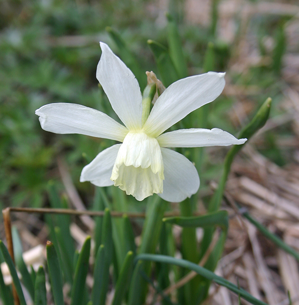 Plants in Spring Display | Lurie Garden