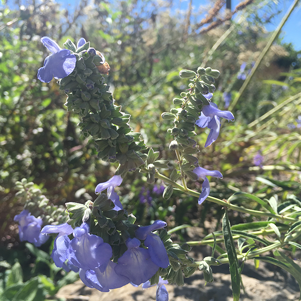 Salvia azurea (azure sage) - Lurie Garden