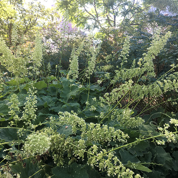 coral bells 'Autumn Bride'-Heuchera villosa 'Autumn Bride' | Lurie Garden