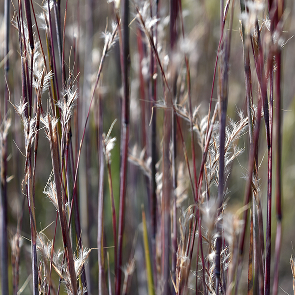 Schizachyrium scoparium 'Blue Heaven' (little bluestem 'Blue Heaven ...