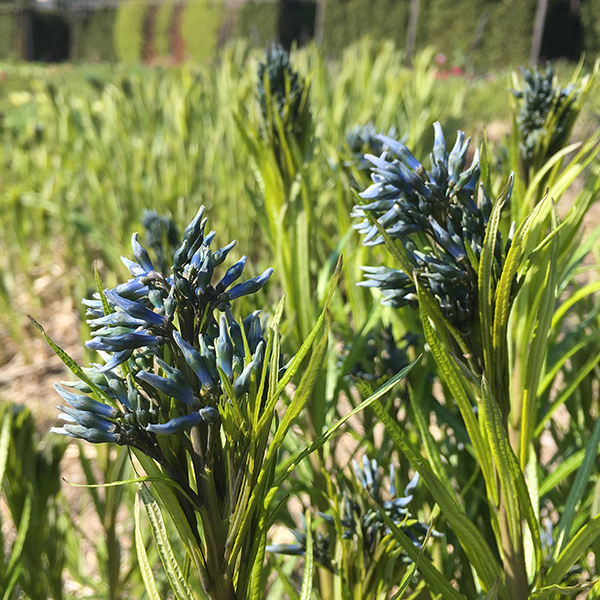 Amsonia hubrichtii (threadleaf blue star) - Lurie Garden