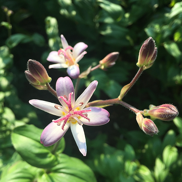 Tricyrtis 'Tojen' (toad lily 'Tojen') - Lurie Garden