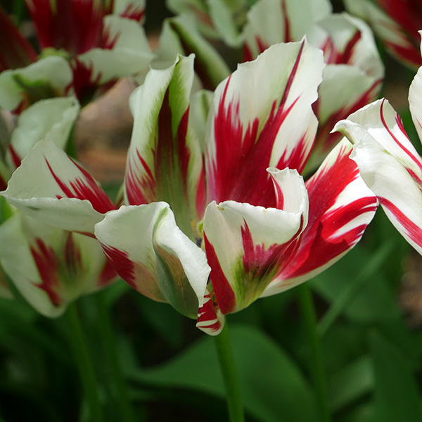 Tulipa 'Flaming Spring Green' (tulip 'Flaming Spring Green') - Lurie Garden