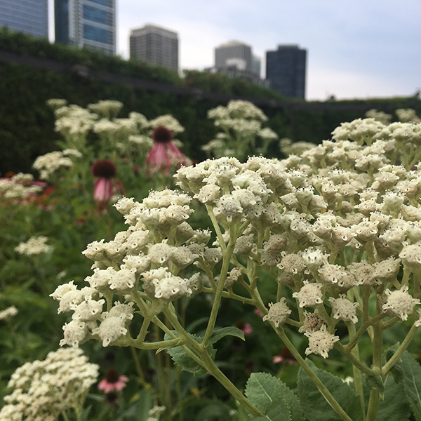 Parthenium integrifolium (wild quinine) - Lurie Garden