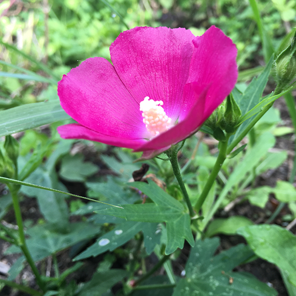 purple poppy mallow | Lurie Garden