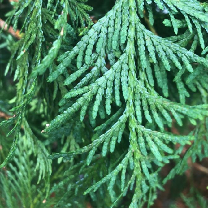 Thuja occidentalis 'Techny' (arborvitae 'Techny') - Lurie Garden