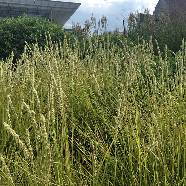 autumn moor grass-Sesleria autumnalis | Lurie Garden