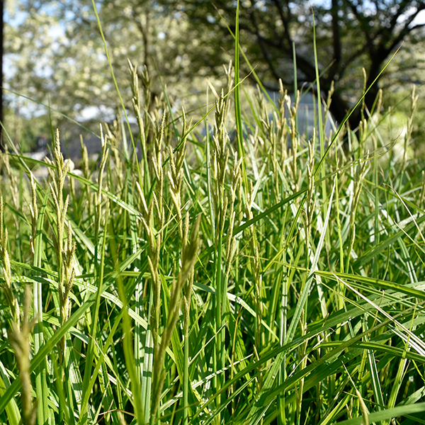 Carex muskingumensis (palm sedge) - Lurie Garden