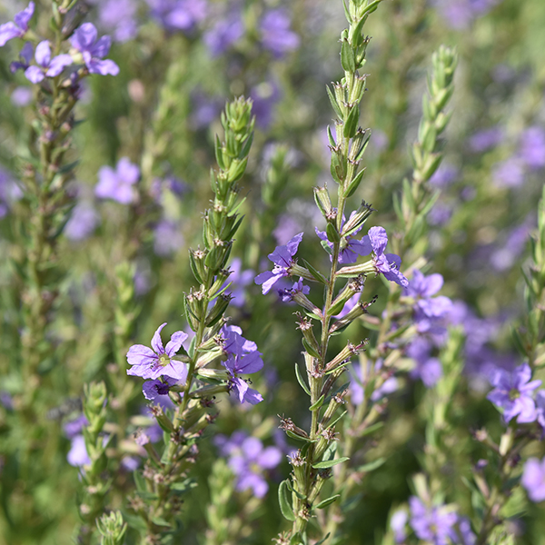 Lythrum alatum (winged loosestrife) - Lurie Garden