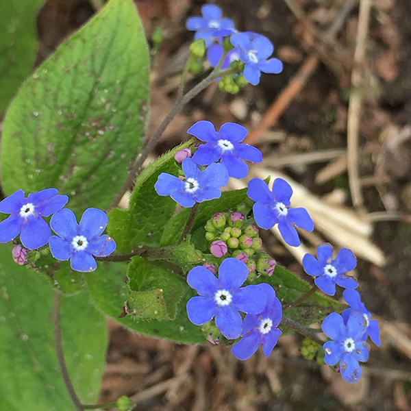 Brunnera macrophylla (Siberian bugloss) - Lurie Garden