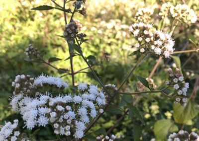 Plants by Season | Lurie Garden