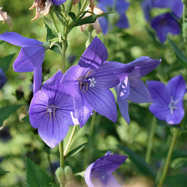 Plant Life | Lurie Garden