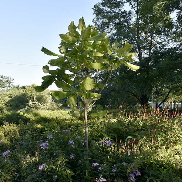 Magnolia macrophylla (bigleaf magnolia) - Lurie Garden