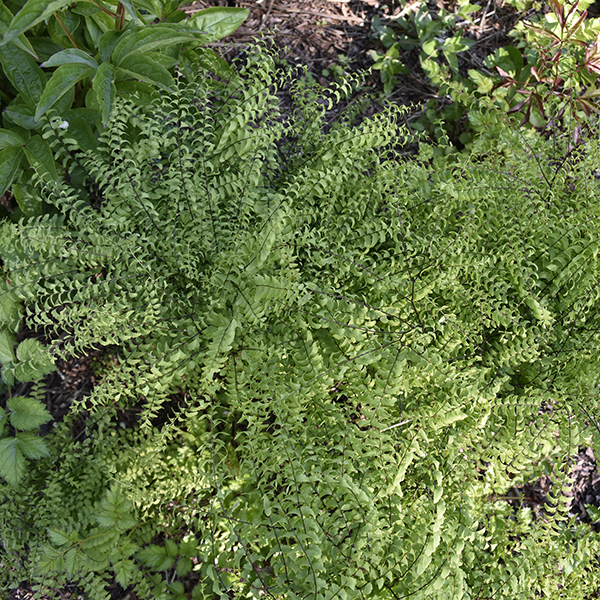 Adiantum pedatum (northern maidenhair fern) - Lurie Garden