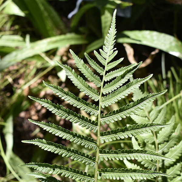 matteuccia struthiopteris (ostrich fern) - Lurie Garden