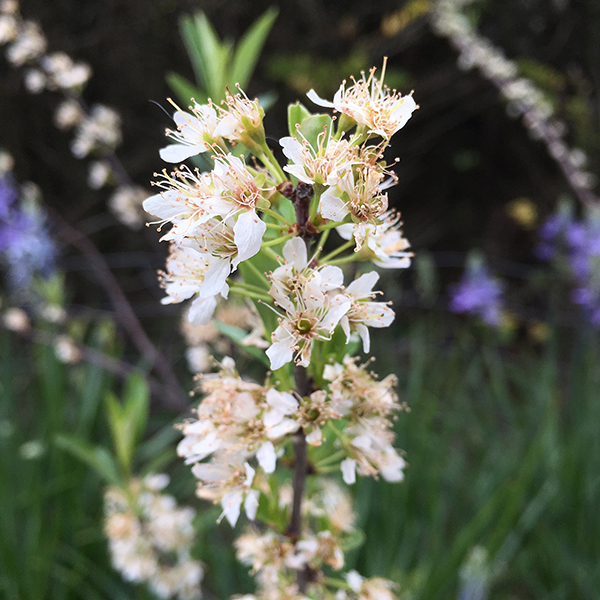 Prunus pumila (sand cherry) - Lurie Garden