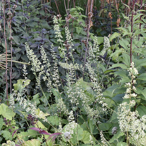 Heuchera villosa 'Autumn Bride' (coral bells 'Autumn Bride') - Lurie Garden