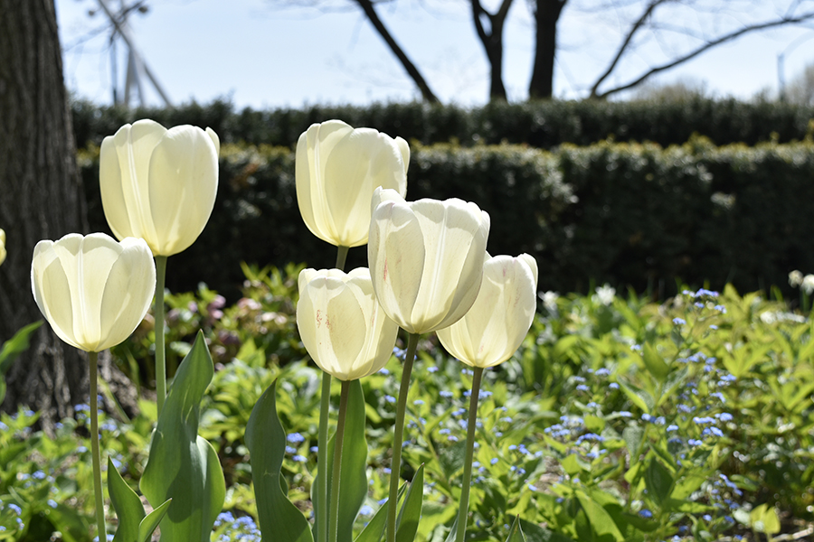 The Woman Behind Lurie Garden’s Spring Bulb Design | Lurie Garden