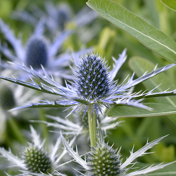 Eryngium x zabelii 'Big Blue' (sea holly 'Big Blue') - Lurie Garden