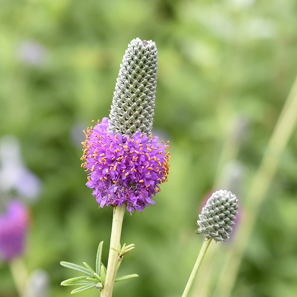 Purple Prairie Flower