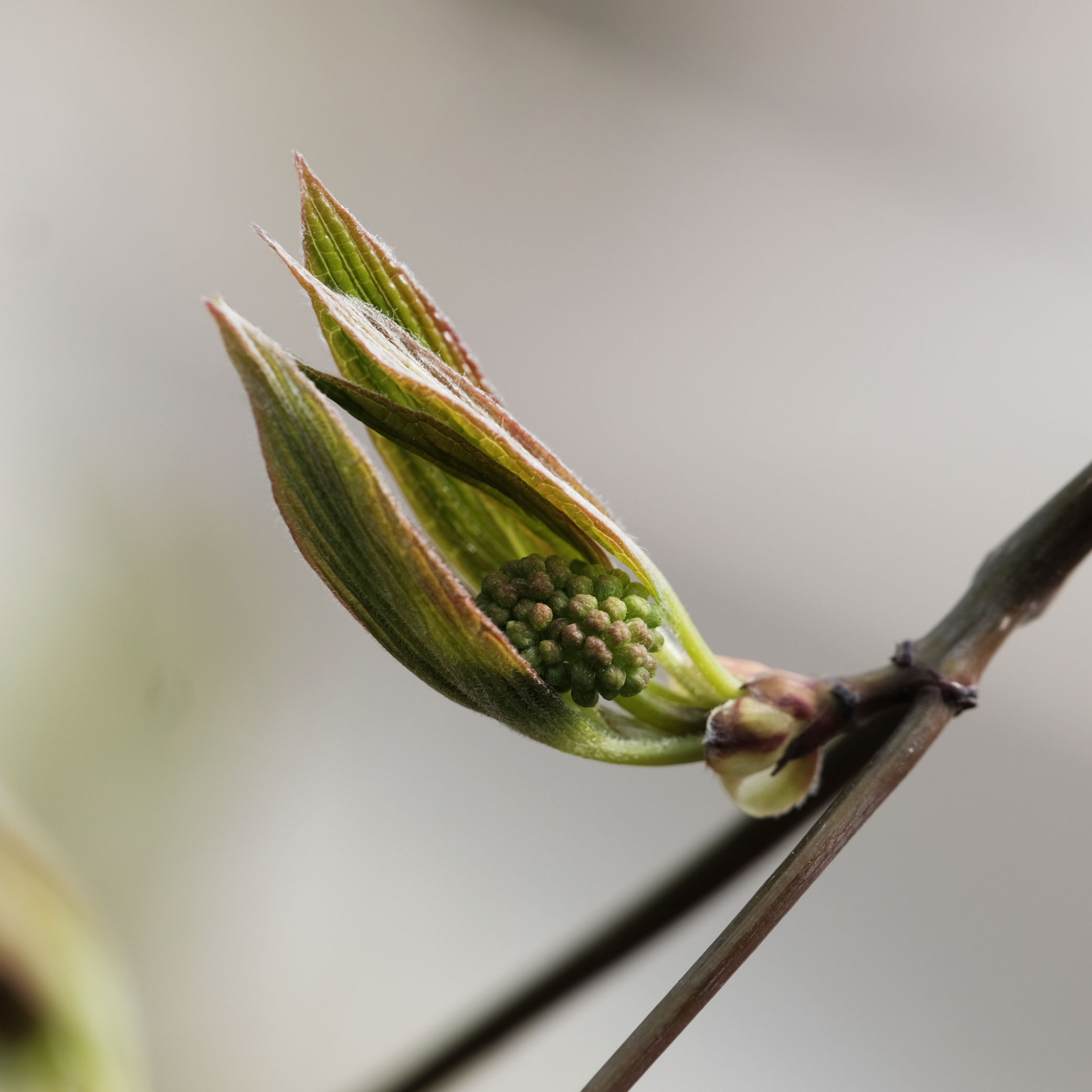 Cornus alternifolia (pagoda dogwood) - Lurie Garden