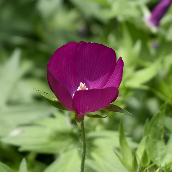 Callirhoe involucrata (purple poppy mallow) - Lurie Garden