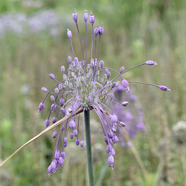 Allium carinatum subsp. pulchellum (keeled garlic) - Lurie Garden