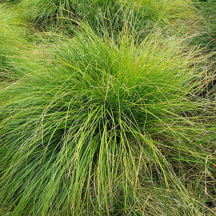 Carex albicans (white-tinged sedge) - Lurie Garden