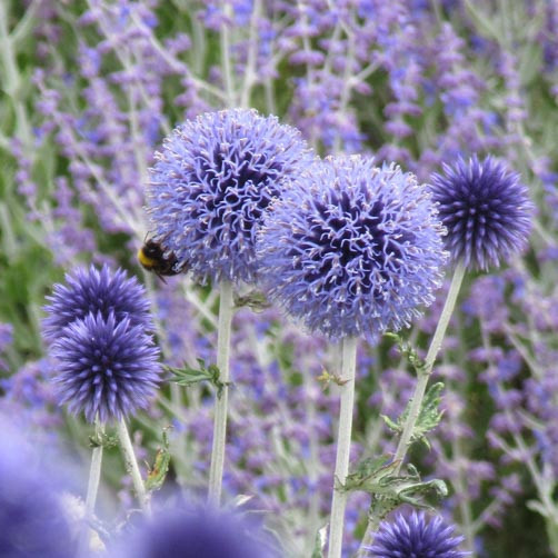 Echinops ritro 'Veitch's Blue' (globe thistle 'Veitch's Blue') - Lurie ...