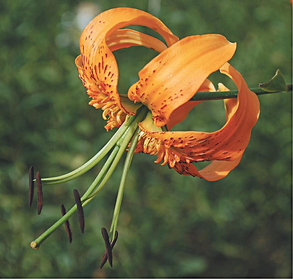 Lilium henryi (Henry's lily) - Lurie Garden