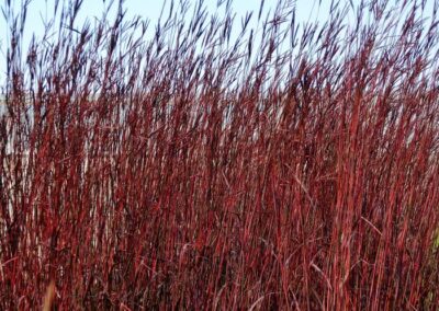 Plant Life - Lurie Garden
