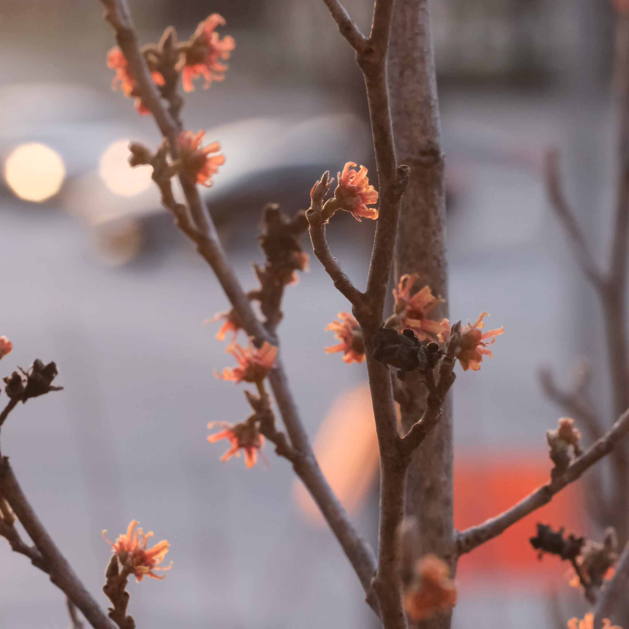 Hamamelis vernalis (Ozark witch hazel) - Lurie Garden