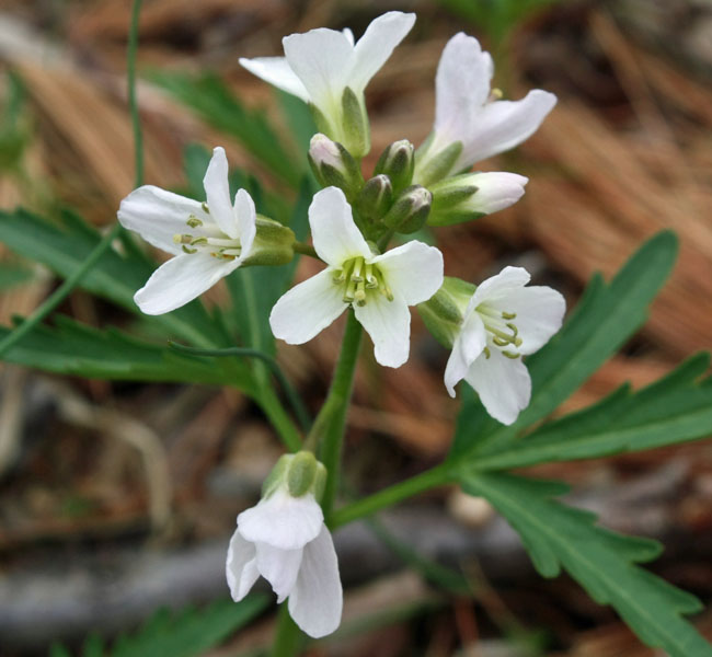 Cardamine concatenata (cutleaf toothwort) - Lurie Garden