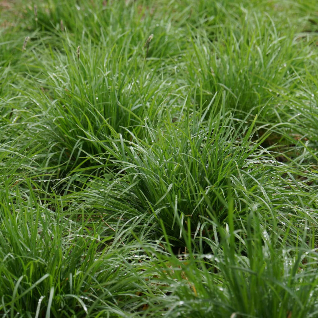 Sesleria x 'Greenlee Hybrid' (Greenlee's moor grass) - Lurie Garden