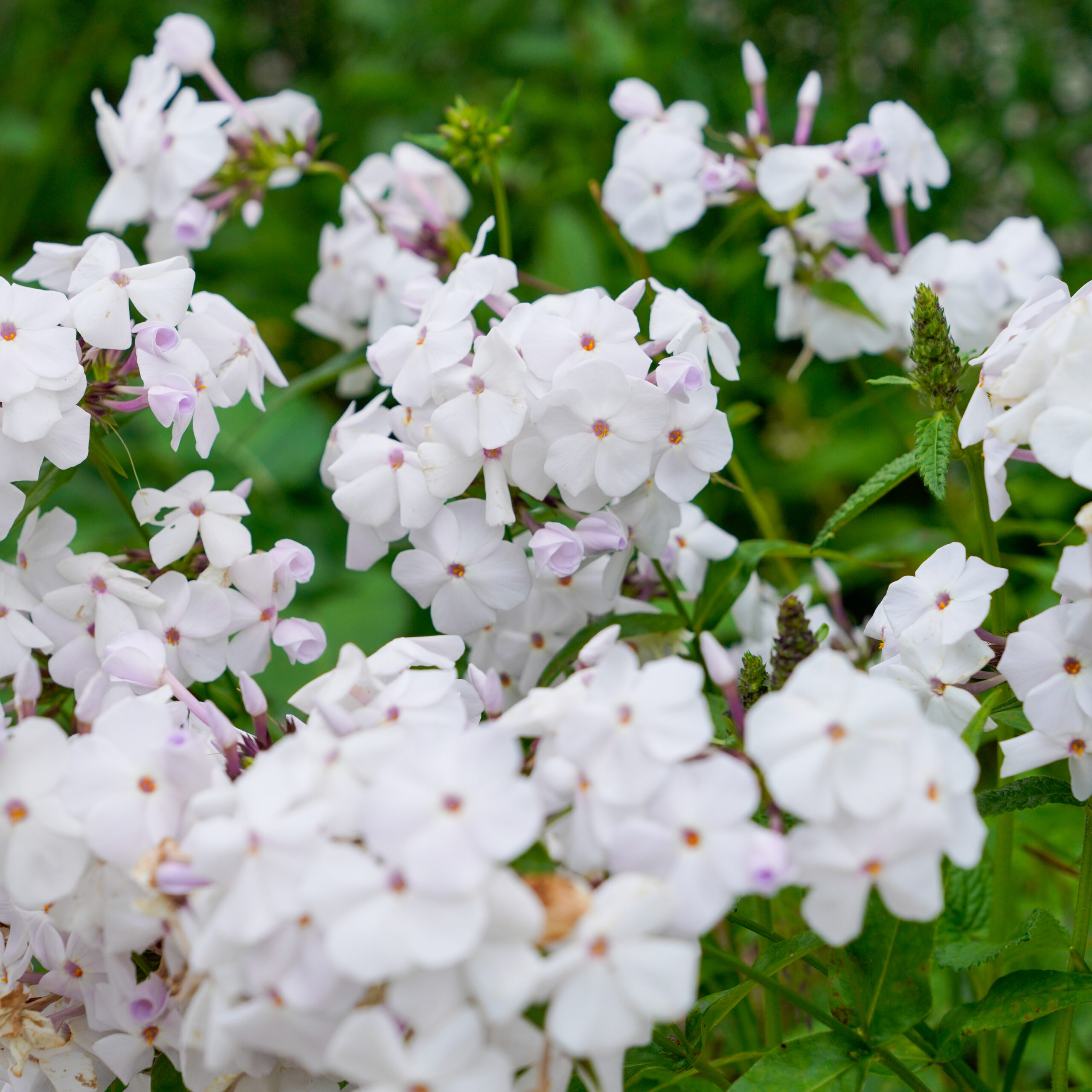 Phlox 'Minnie Pearl' (phlox 'Minnie Pearl') - Lurie Garden