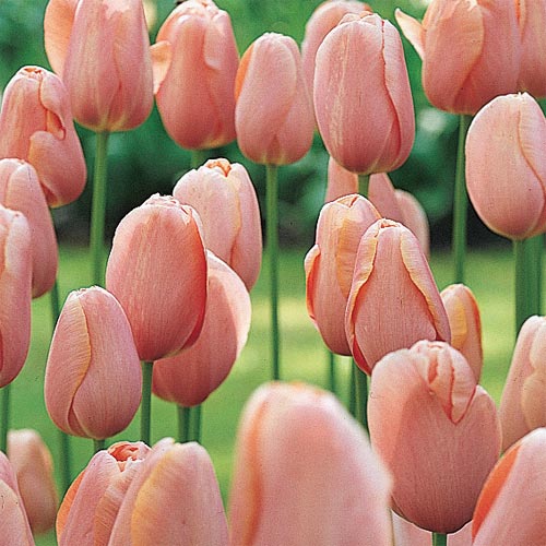 Tulipa 'Menton' (tulip 'Menton') - Lurie Garden